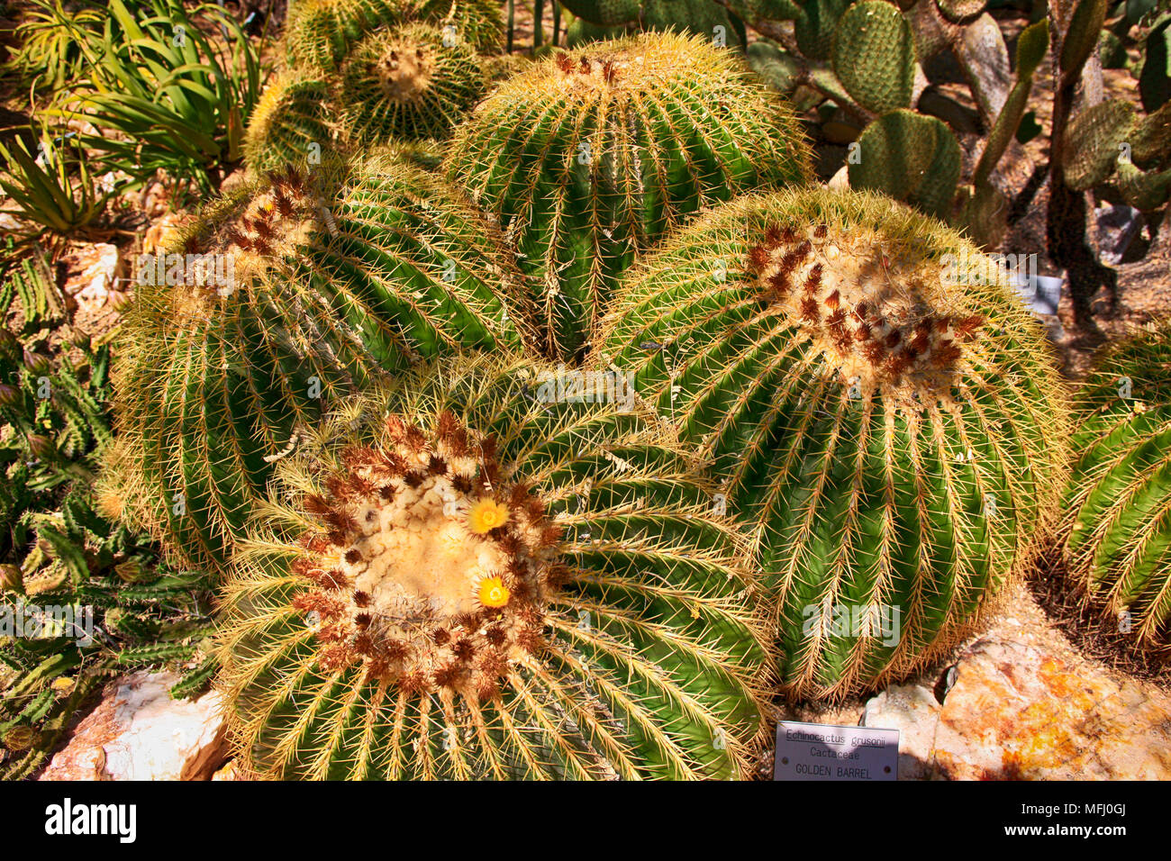 Golden barrel cactus mexico hi-res stock photography and images - Alamy