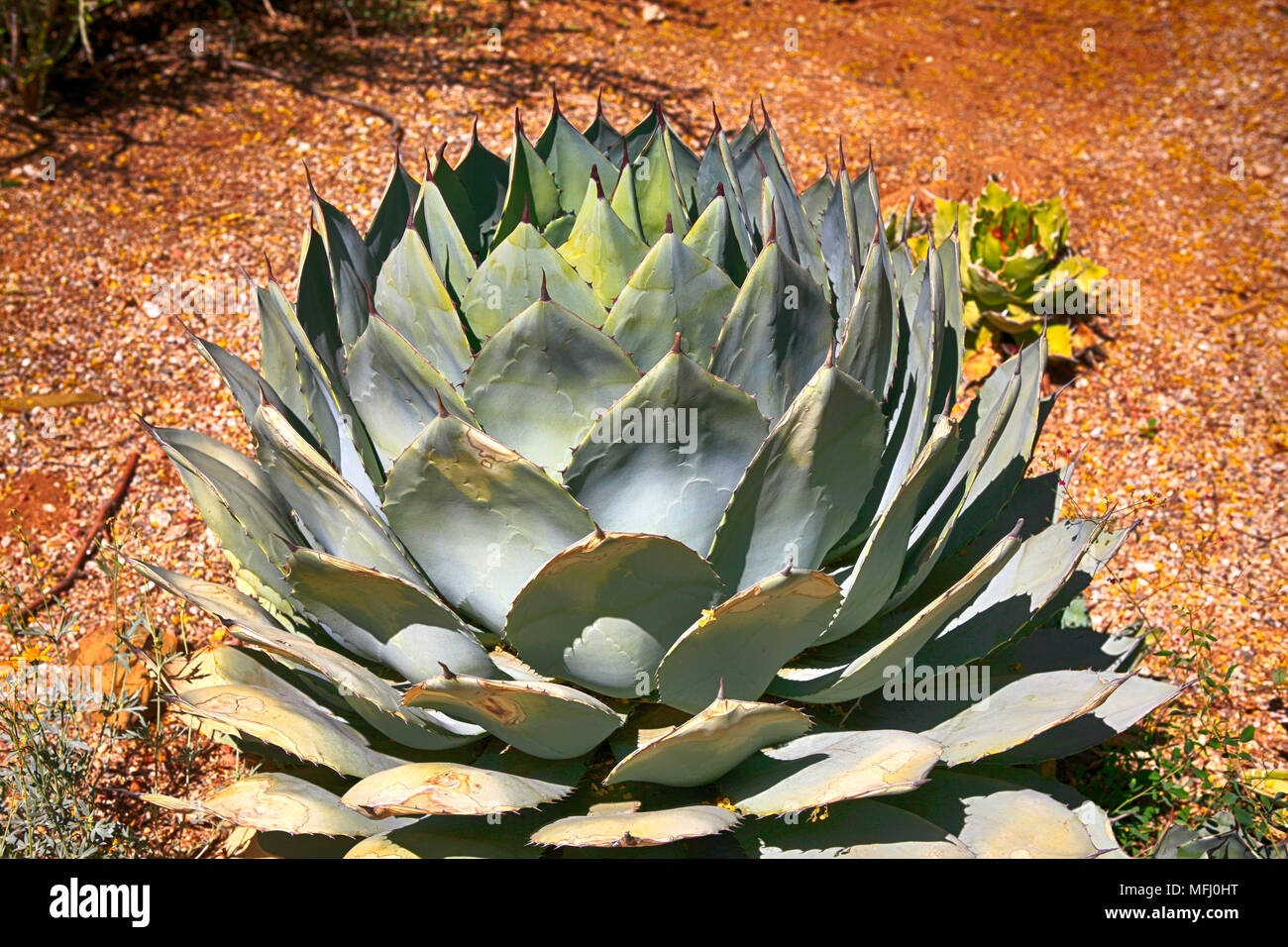 Durango mexico desert hi-res stock photography and images - Alamy