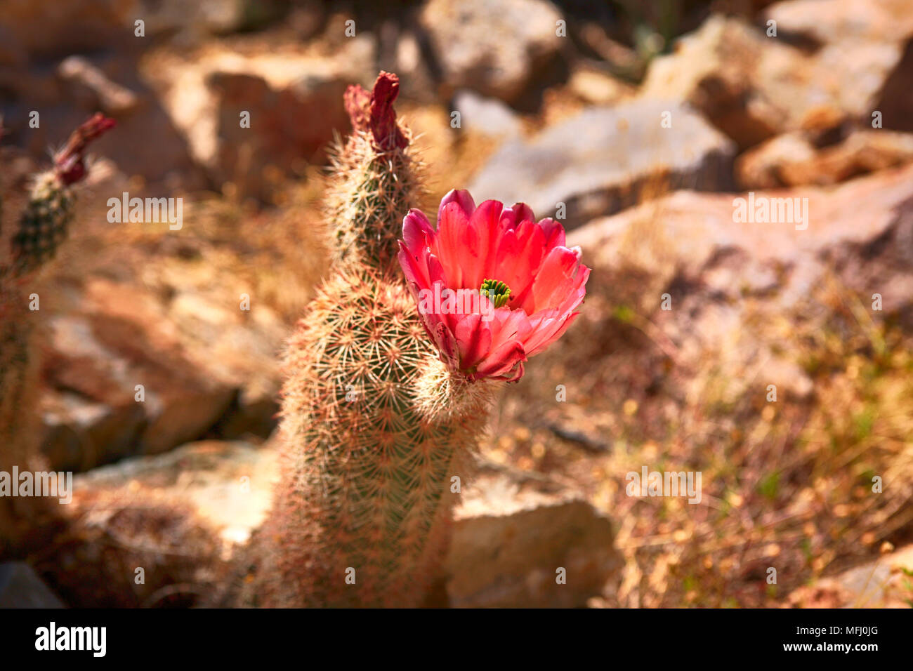 Red flowering Texas Rainbow Cactus common in NM, TX and Mexico Stock ...