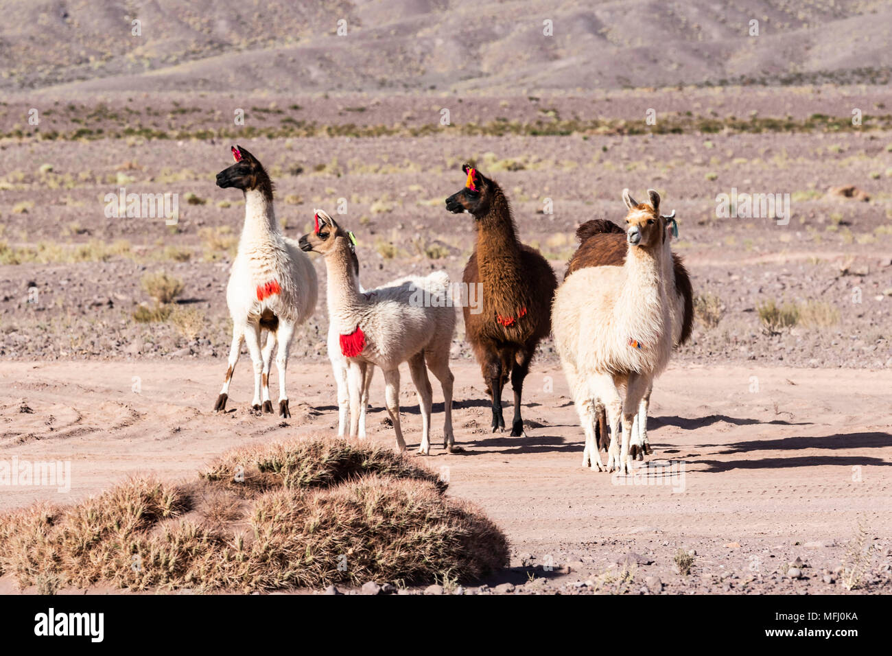 Llama herd hi-res stock photography and images - Alamy
