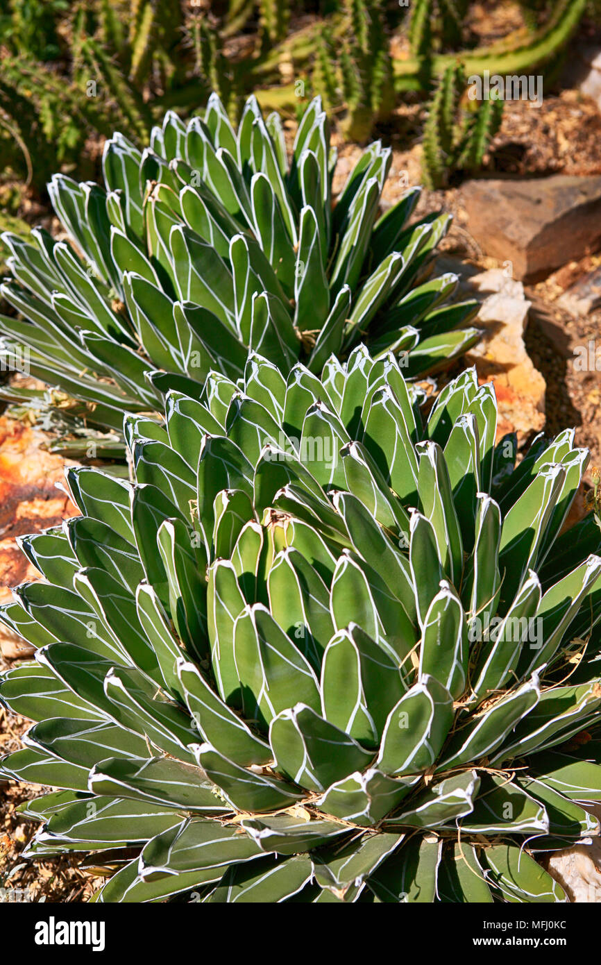 Queen Victoria Agave seen in Durango and Northern Mexico Stock Photo ...