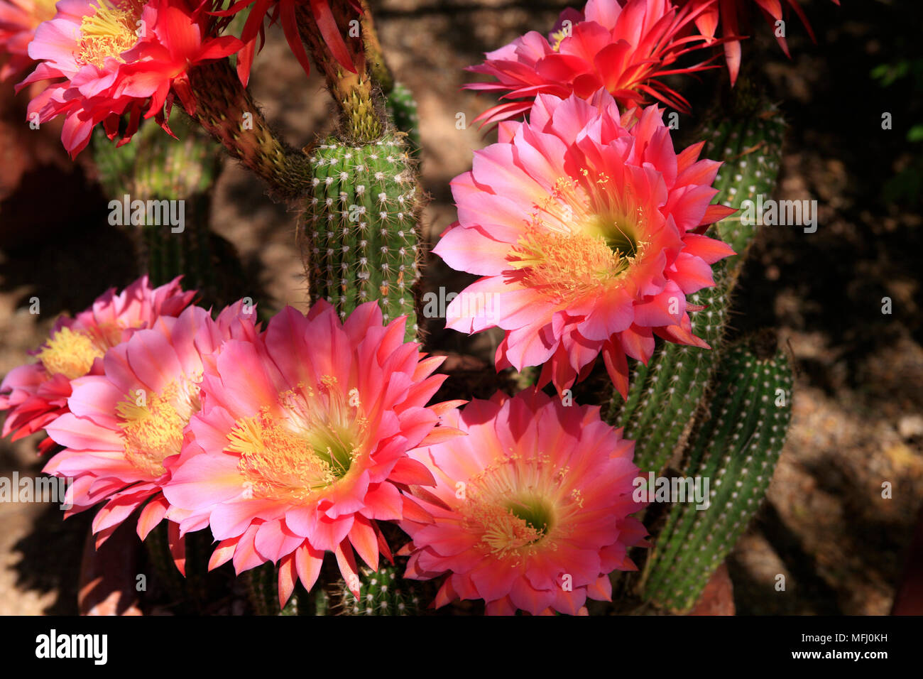 Arizona prickly cactus pink bloom hi-res stock photography and images ...