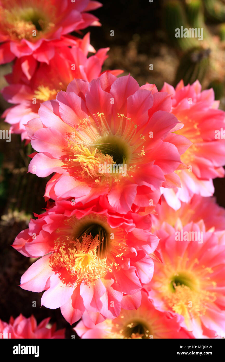 Saguaro cactus with pink flowers hi-res stock photography and images ...