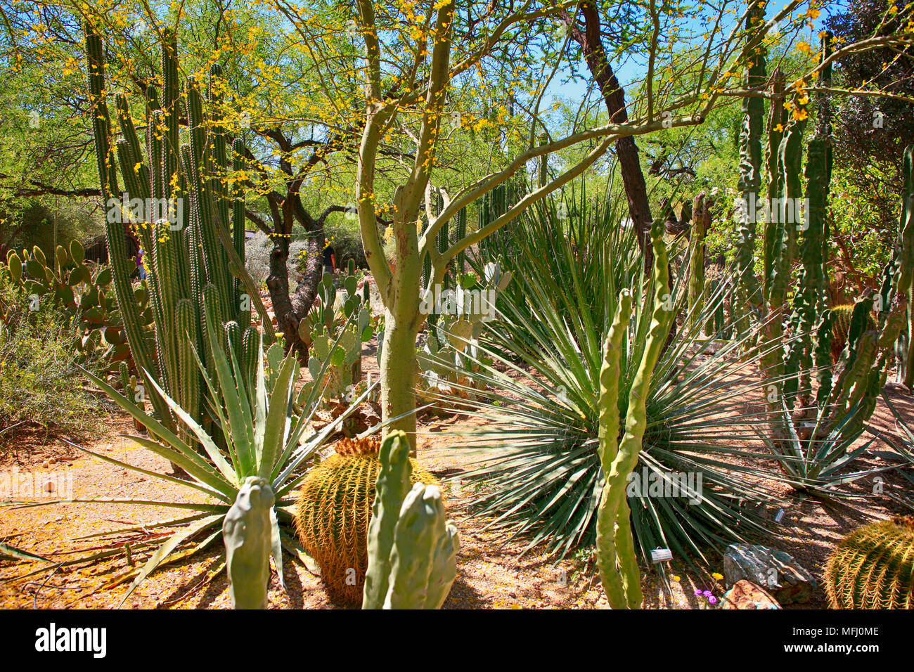 Totem Pole Cactus native to Arizona and Mexico Stock Photo - Alamy