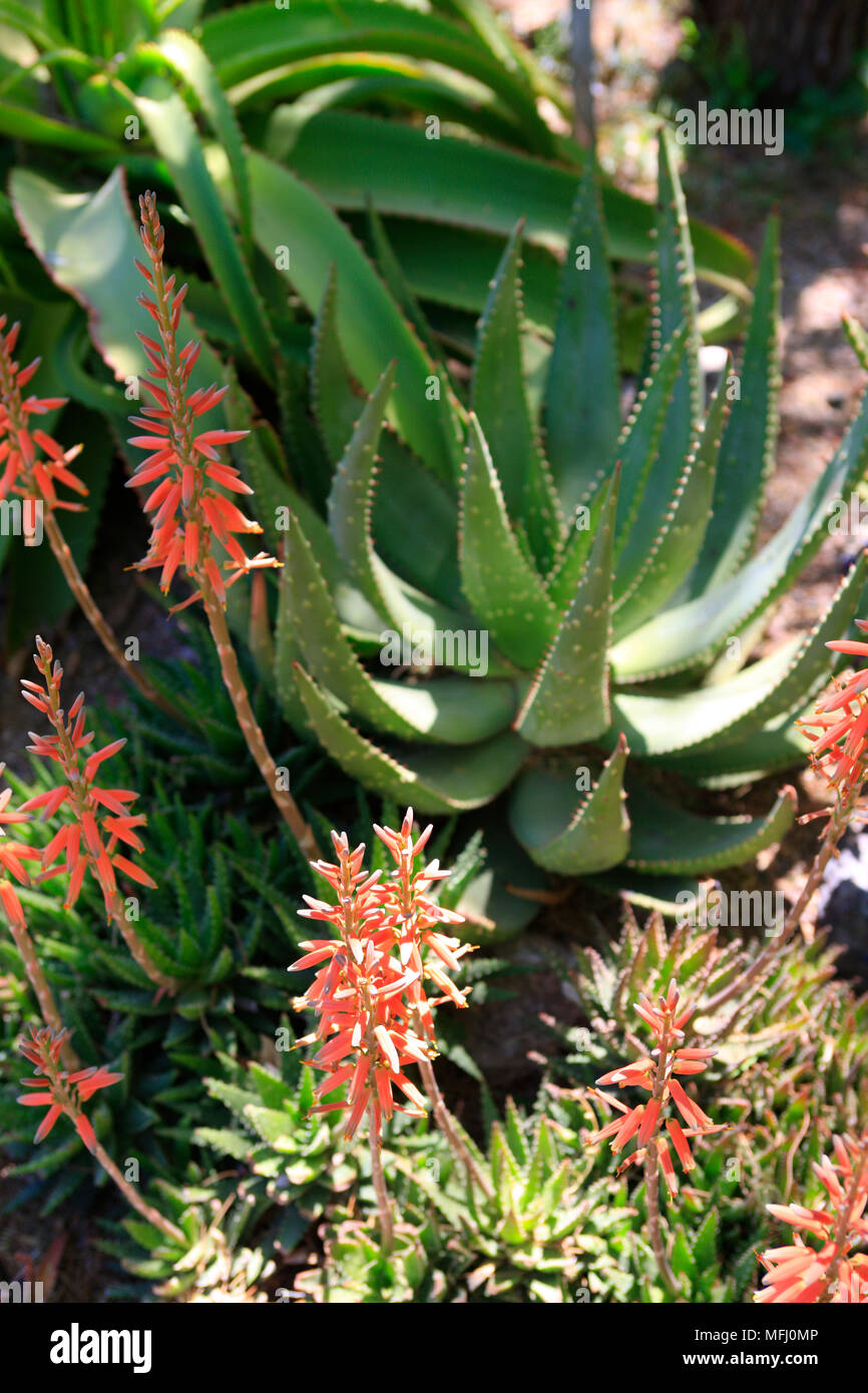 Aloe Crosbys Prolific