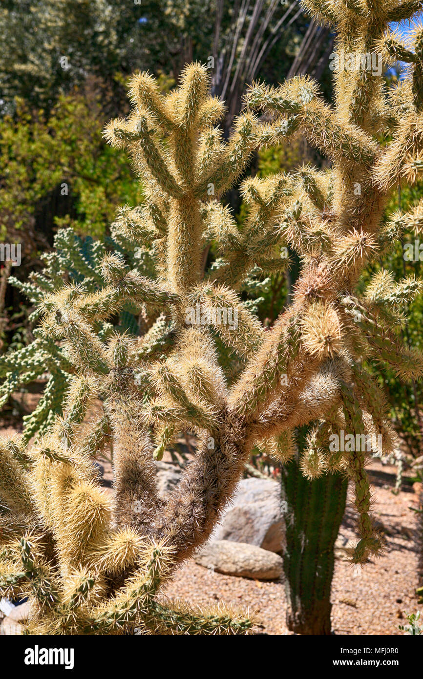 Jumping Cactus High Resolution Stock Photography and Images - Alamy