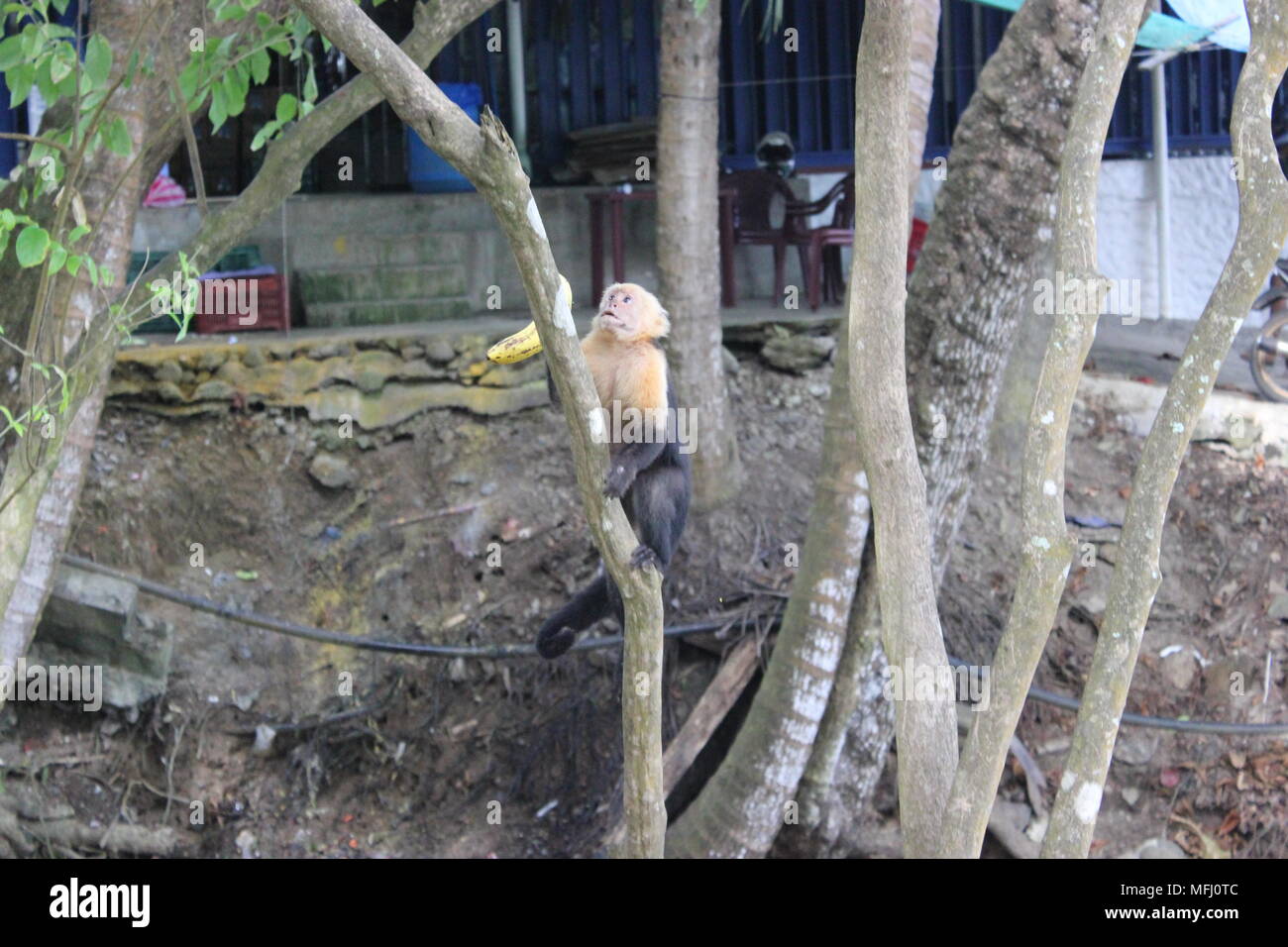 Capuchin monkeys grooming hi-res stock photography and images - Alamy