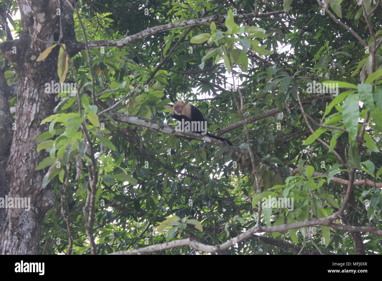 Capuchin monkeys grooming hi-res stock photography and images - Alamy
