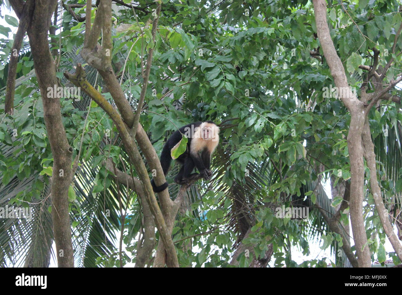 Capuchin monkeys grooming hi-res stock photography and images - Alamy