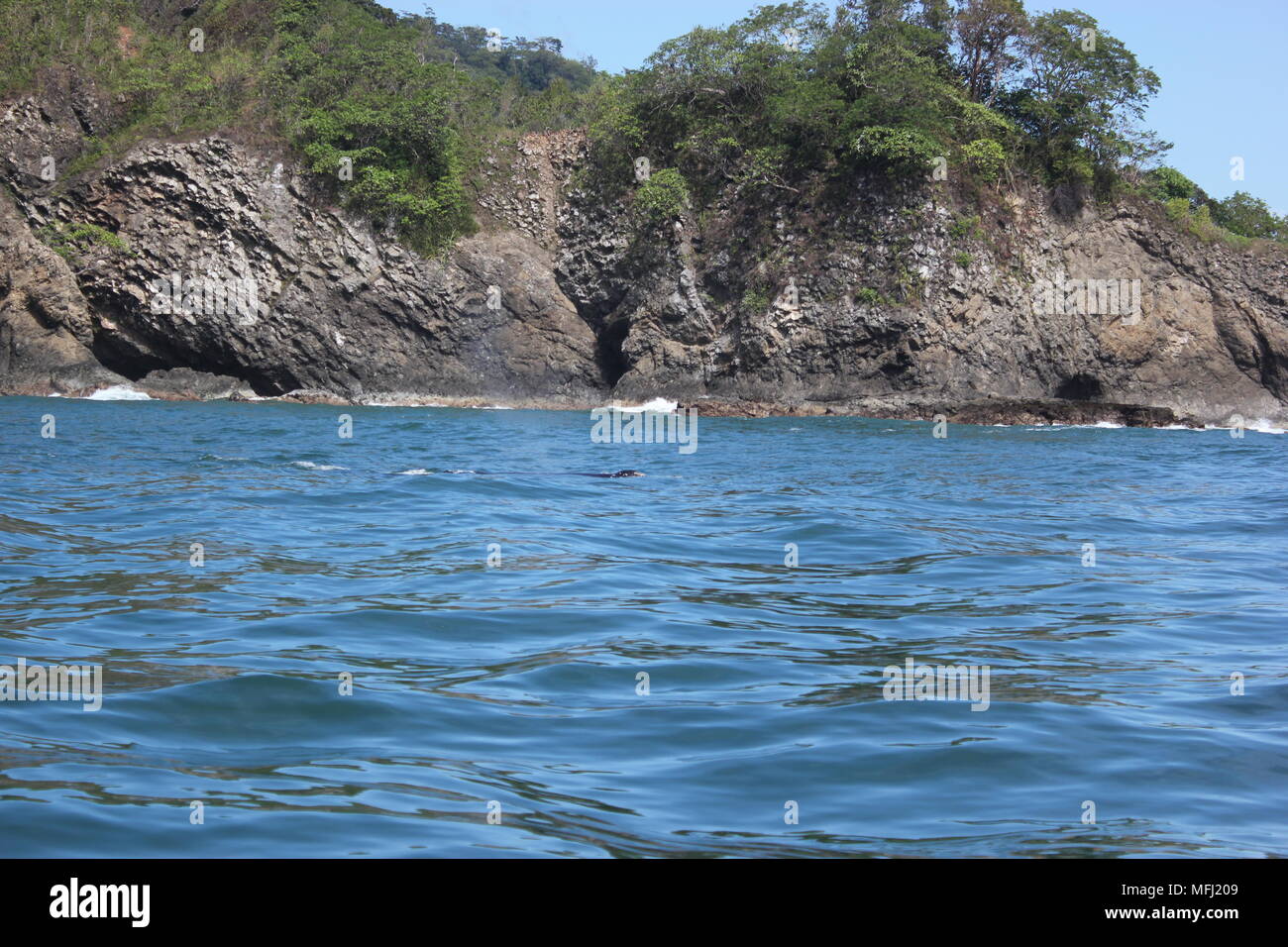Tortuga tropical hi-res stock photography and images - Alamy