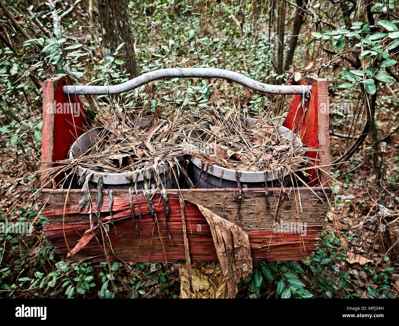 Dead box trees hi-res stock photography and images - Alamy