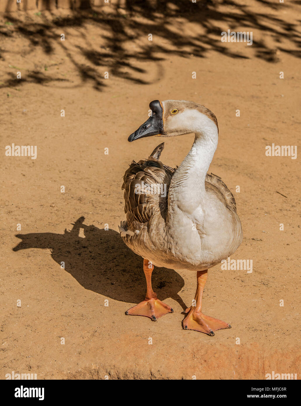 African domestic goose hi-res stock photography and images - Alamy