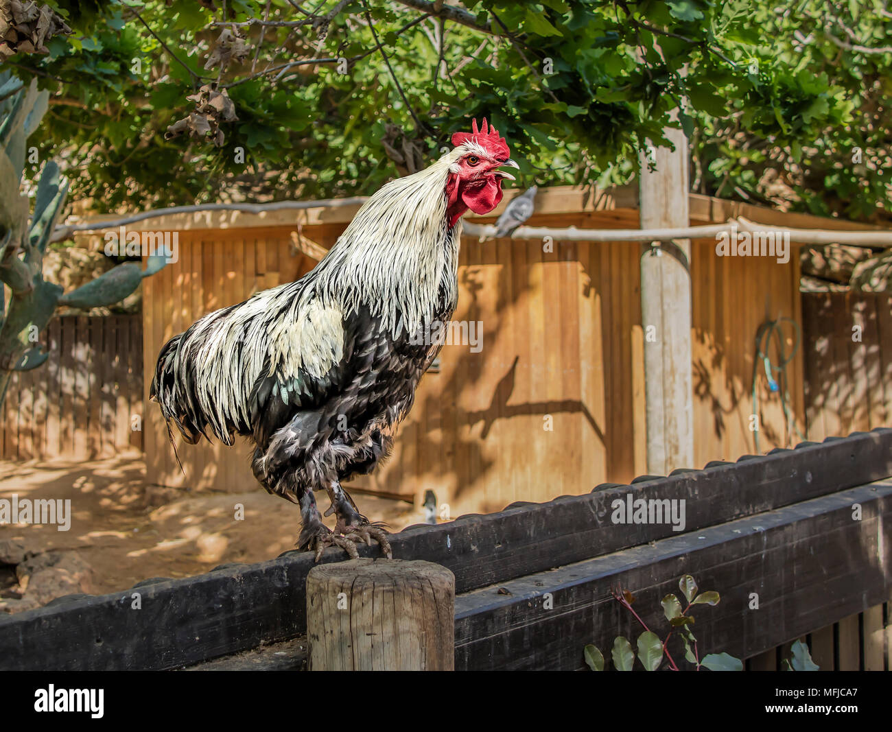 Rooster on fence hi-res stock photography and images - Alamy
