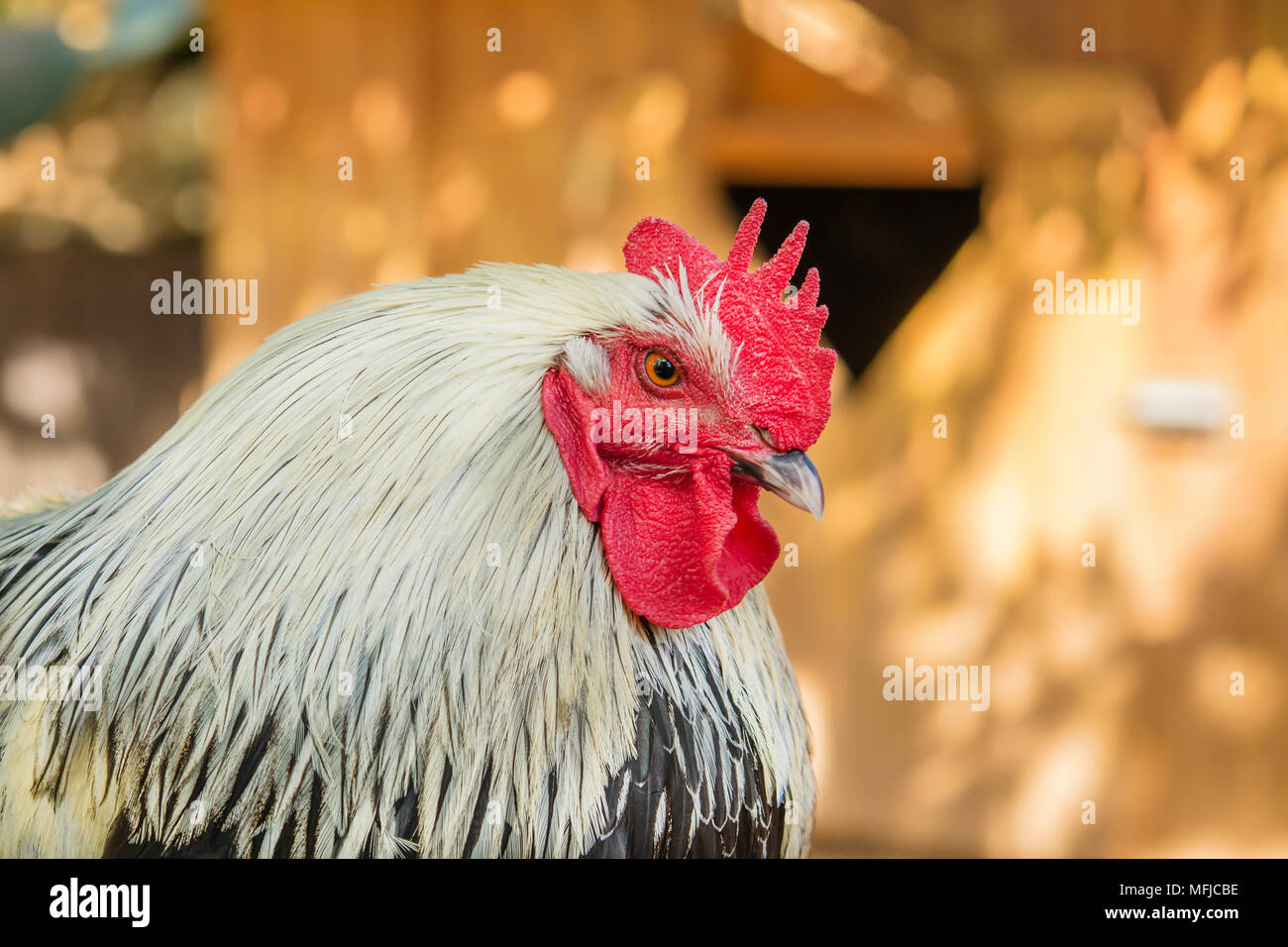 A portrait of a rooster Stock Photo - Alamy