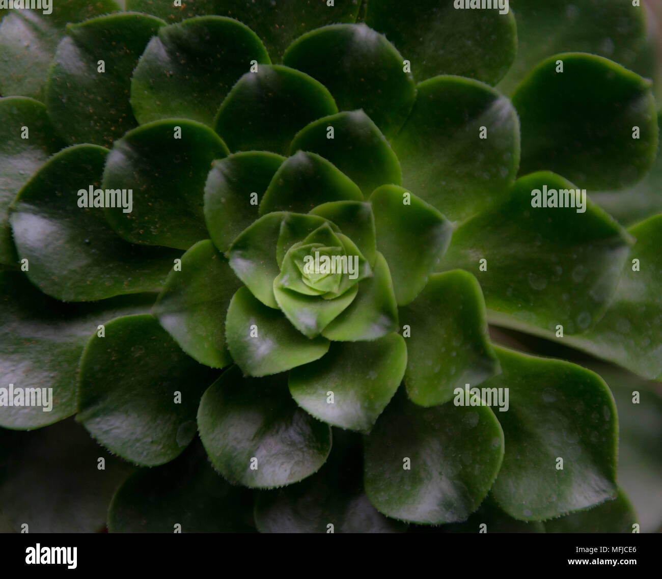 In botany, succulent plants, also known as succulents, are plants that ...