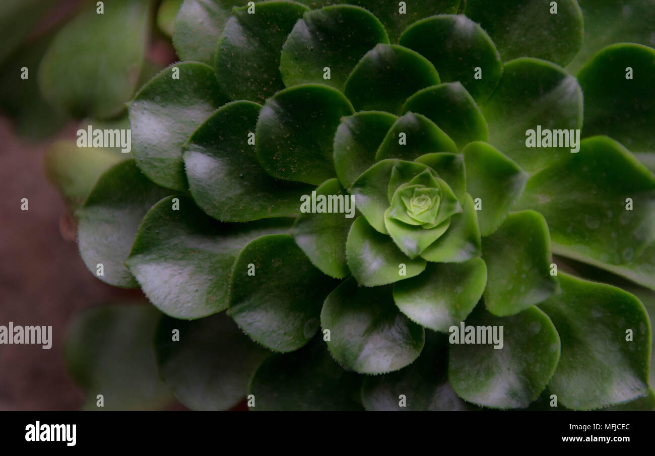 In botany, succulent plants, also known as succulents, are plants that ...