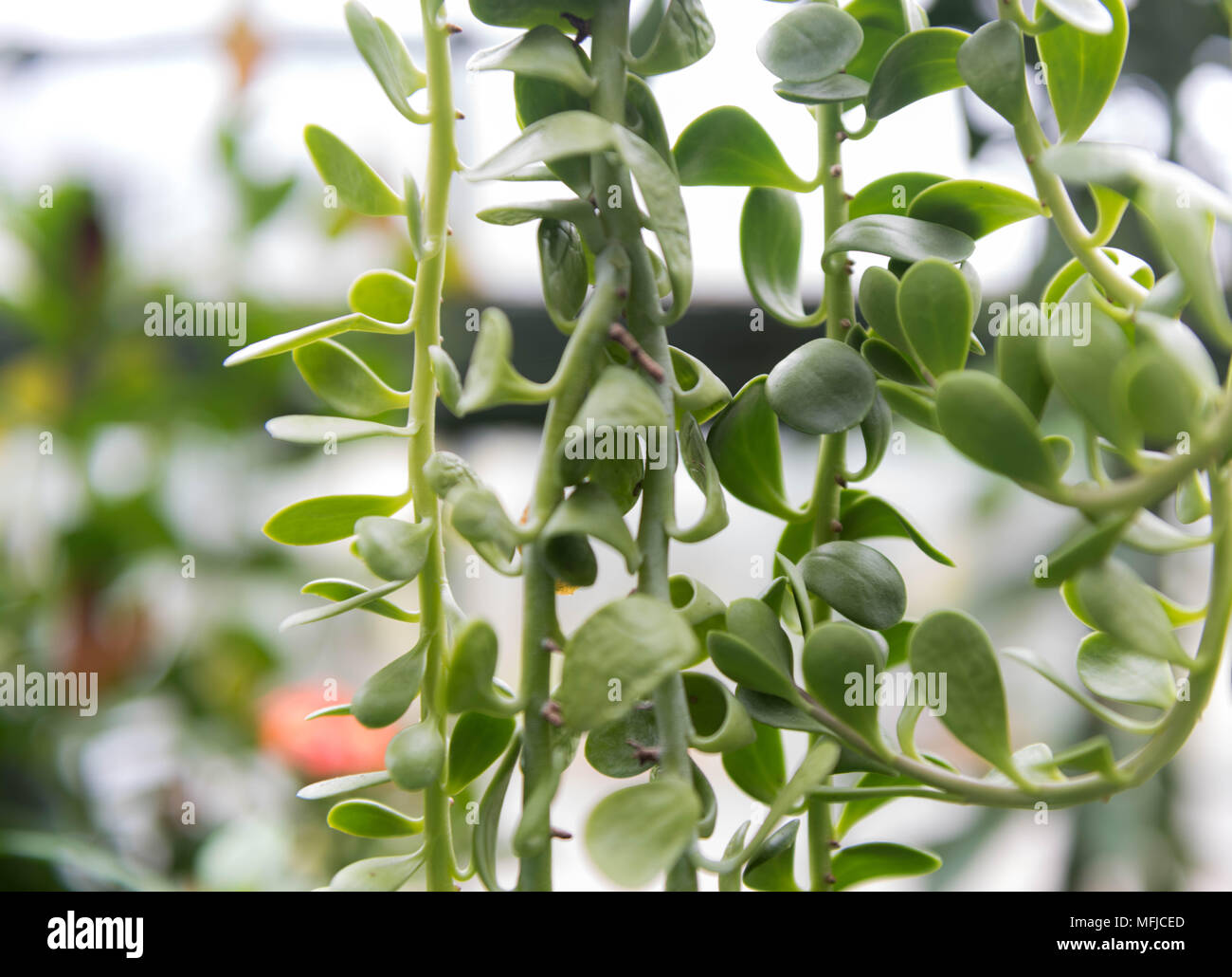 In botany, succulent plants, also known as succulents, are plants that ...