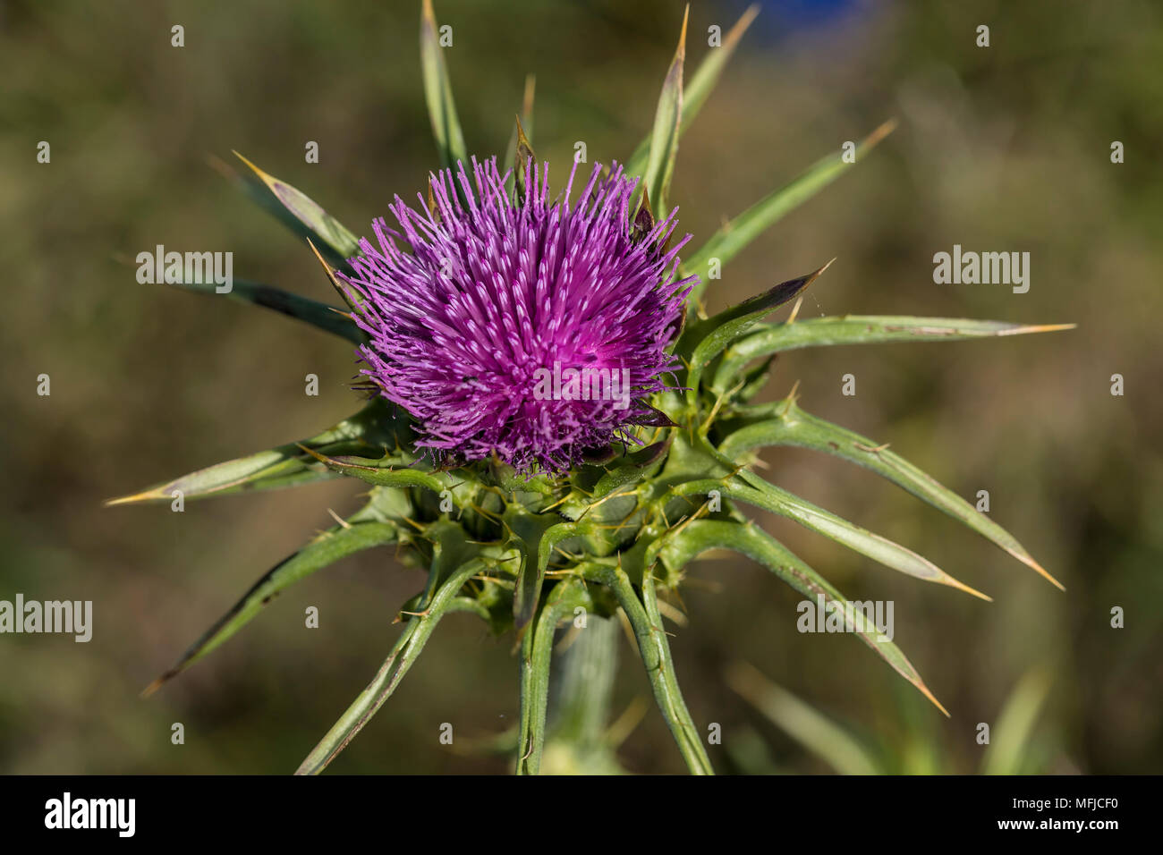 Holy thistle hi-res stock photography and images - Alamy