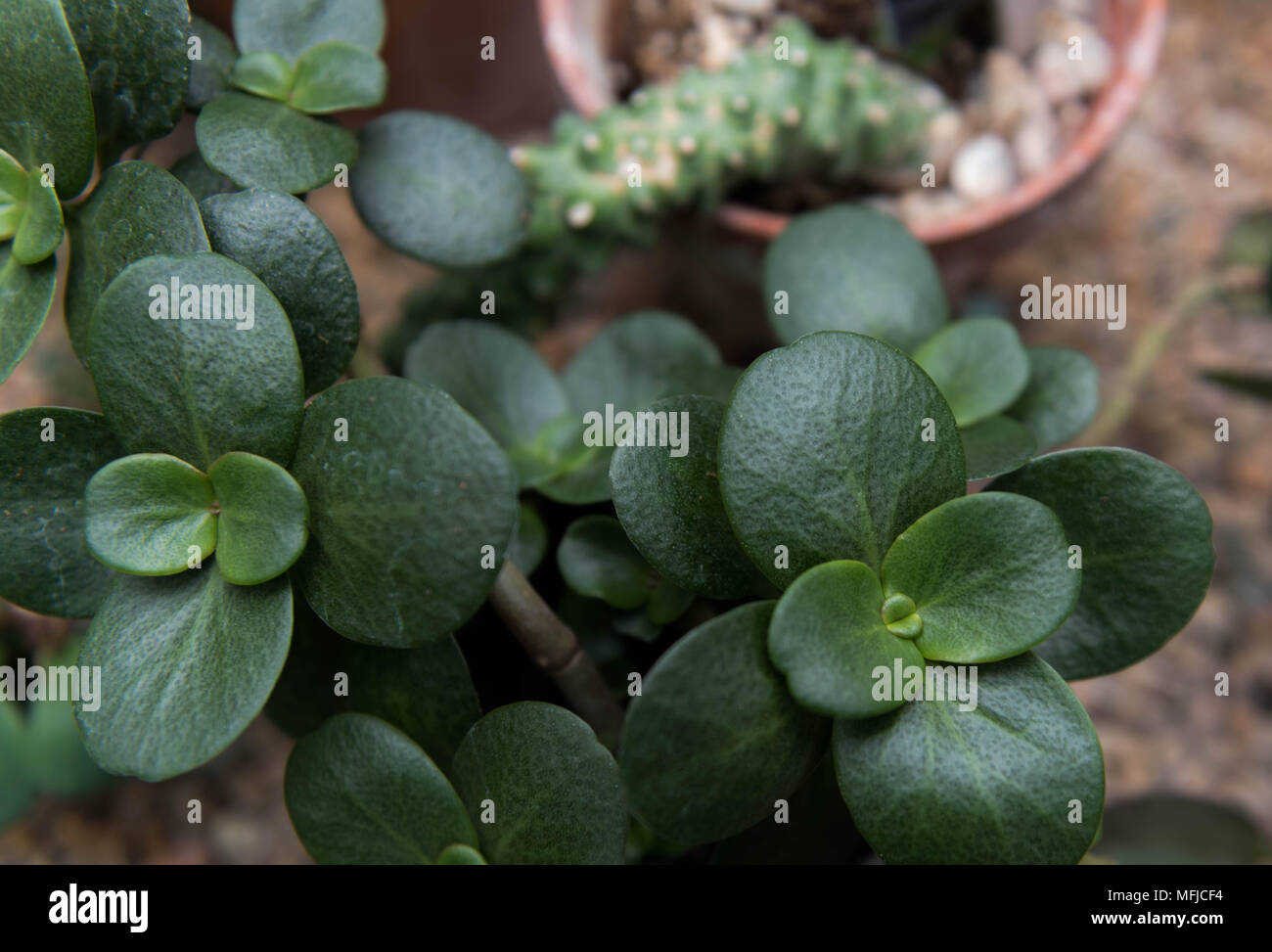 In botany, succulent plants, also known as succulents, are plants that ...