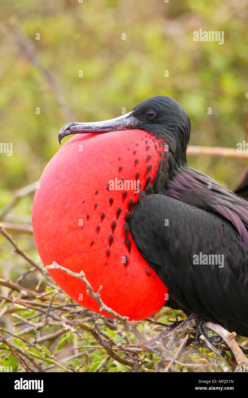 Male Magnificent Frigatebird (Fregata magnificens) with inflated gular ...