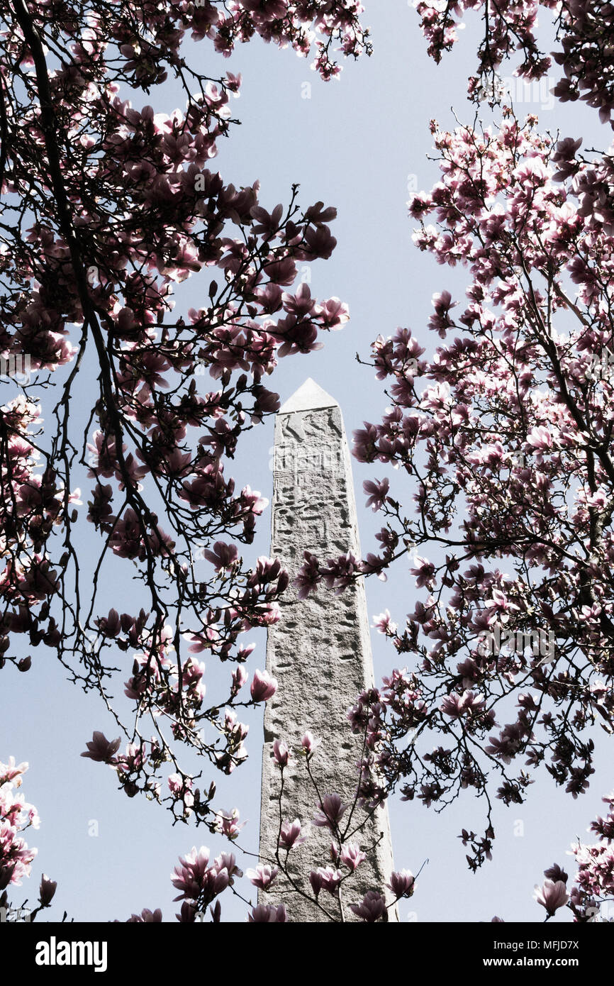 Cleopatra's Needle Obelisk is Surrounded by Magnolia Trees Blooming in ...