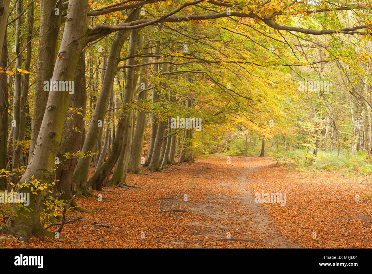 Wombwell wood hi-res stock photography and images - Alamy