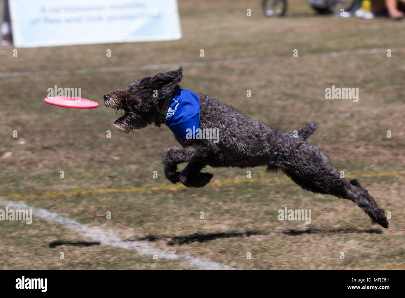 Dog park agility equipment hi-res stock photography and images - Alamy