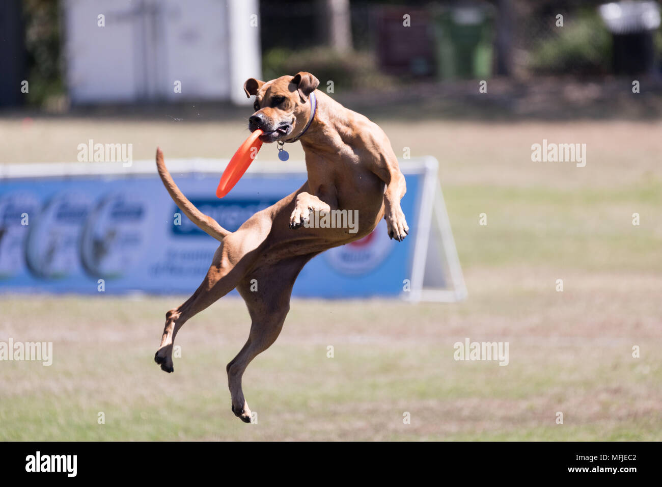 Disc catching competition Stock Photo - Alamy