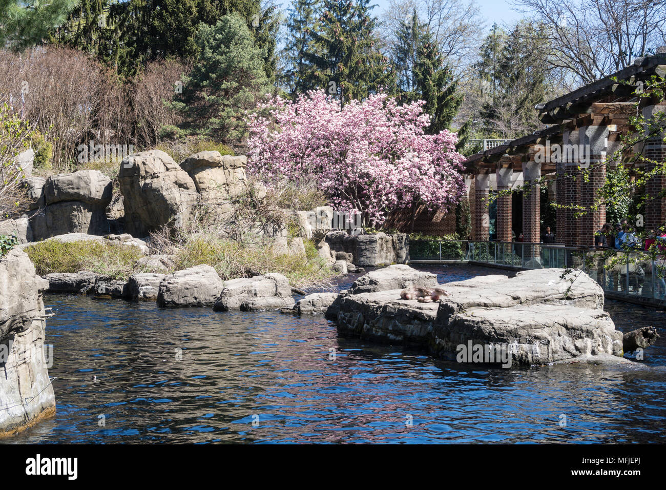 Snow Monkeys in Central Park Zoo, NYC, USA Stock Photo - Alamy