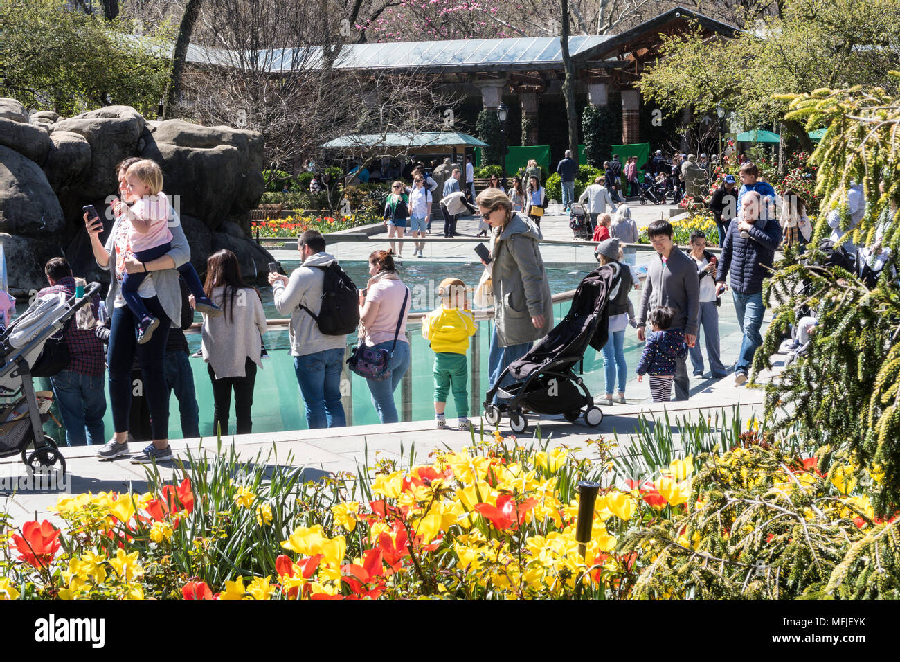 Parents and Children Enjoying the Sea Lion Pool in Central Park Zoo ...