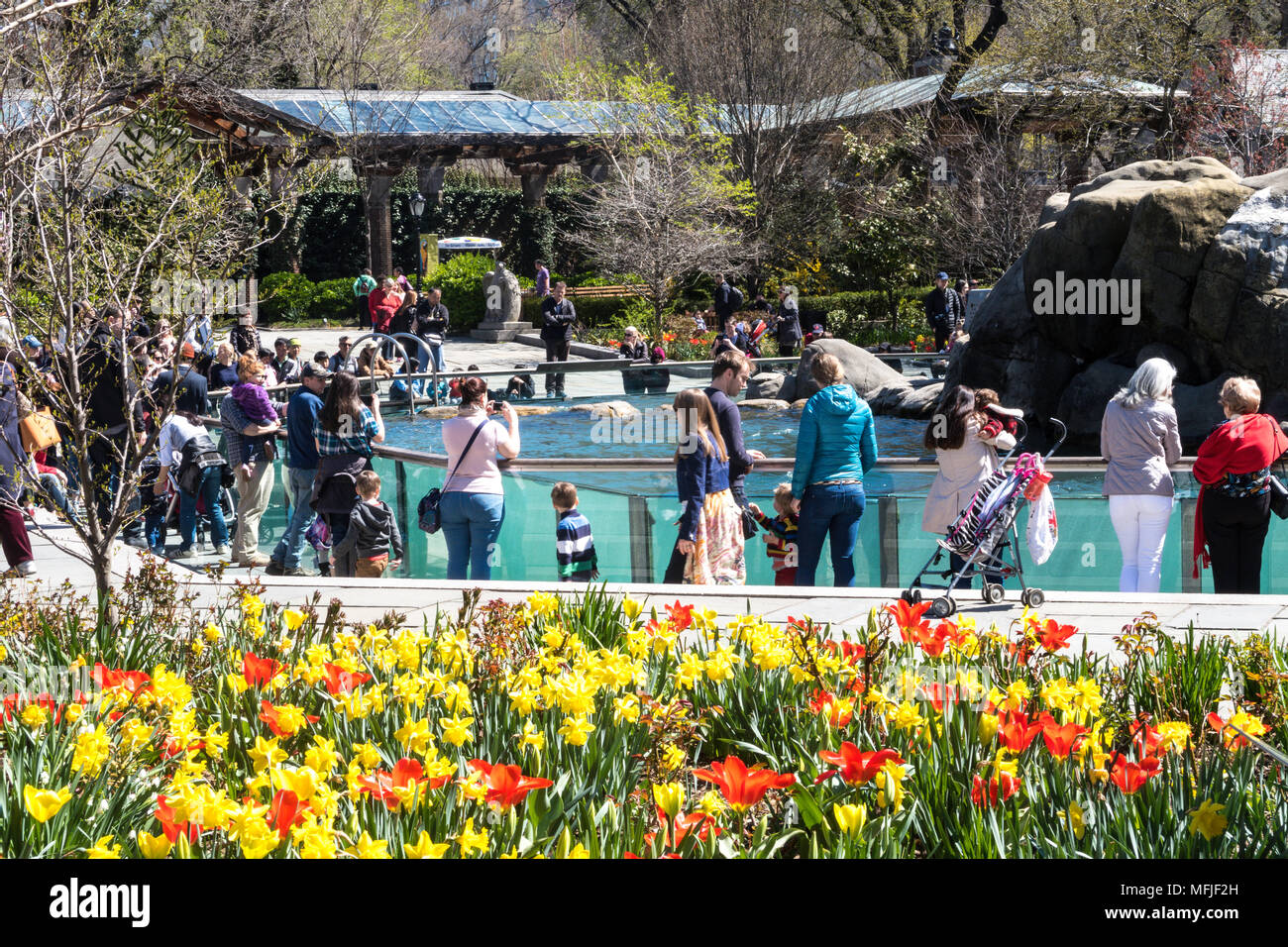 Parents and Children Enjoying the Sea Lion Pool in Central Park Zoo ...