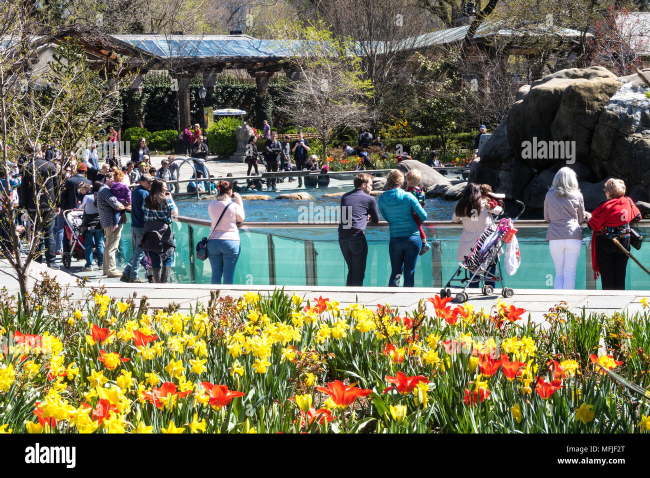 Parents and Children Enjoying the Sea Lion Pool in Central Park Zoo ...