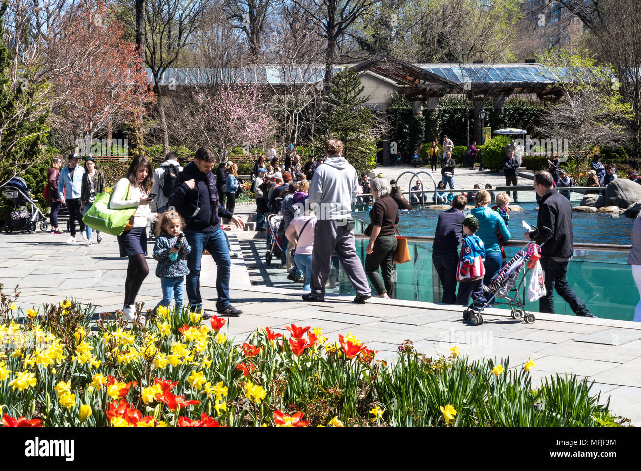 Pool the central park zoo hi-res stock photography and images - Alamy