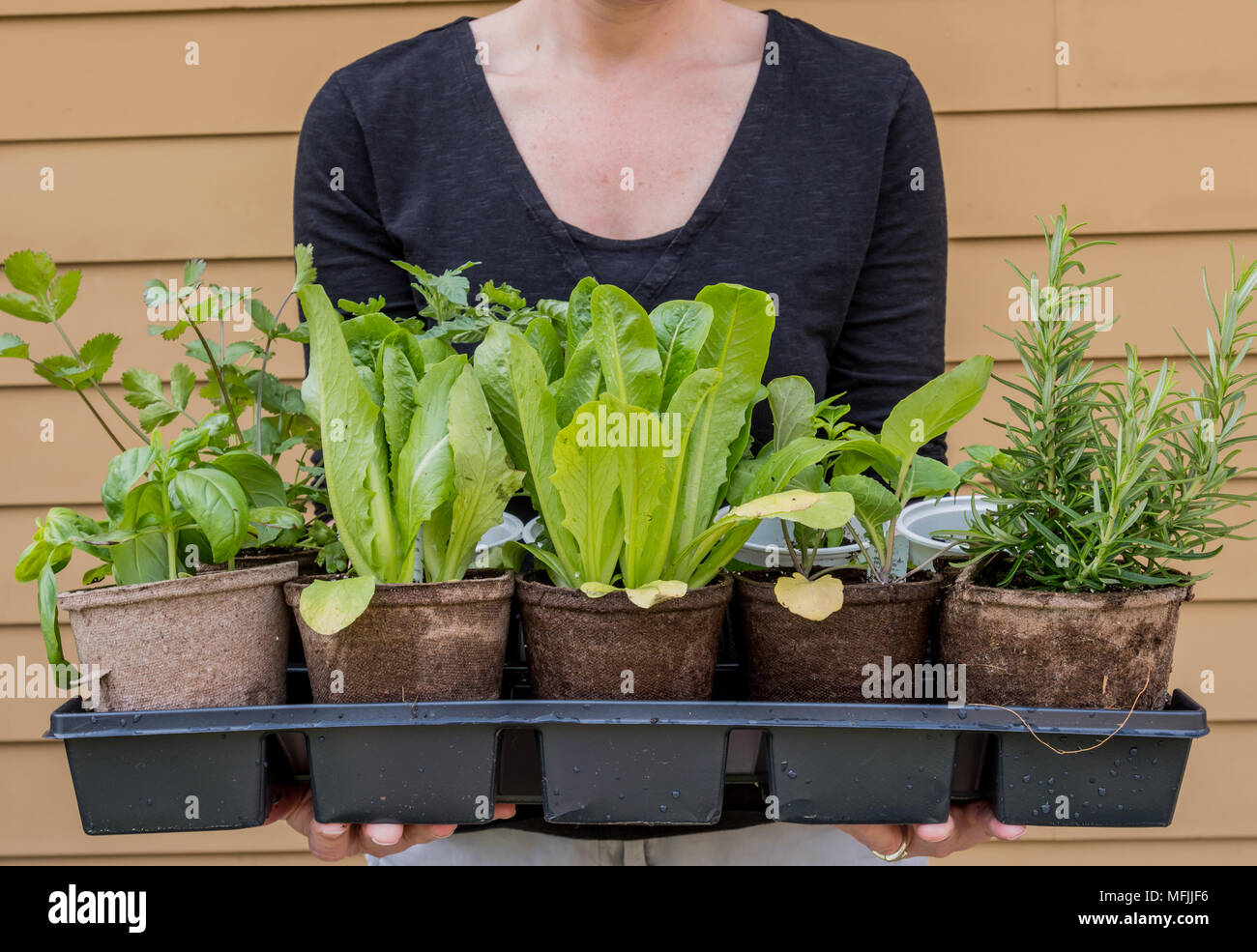 Very young rosemary plants hi-res stock photography and images - Alamy
