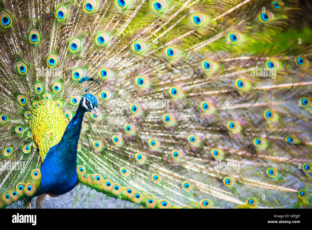 Peacock, Dartmoor, Devon, England, United Kingdom, Europe Stock Photo ...
