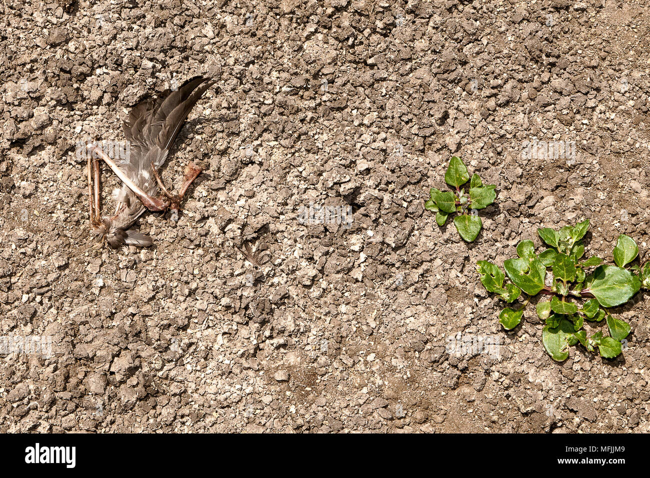 rests of bird lying on a dry soil Stock Photo - Alamy