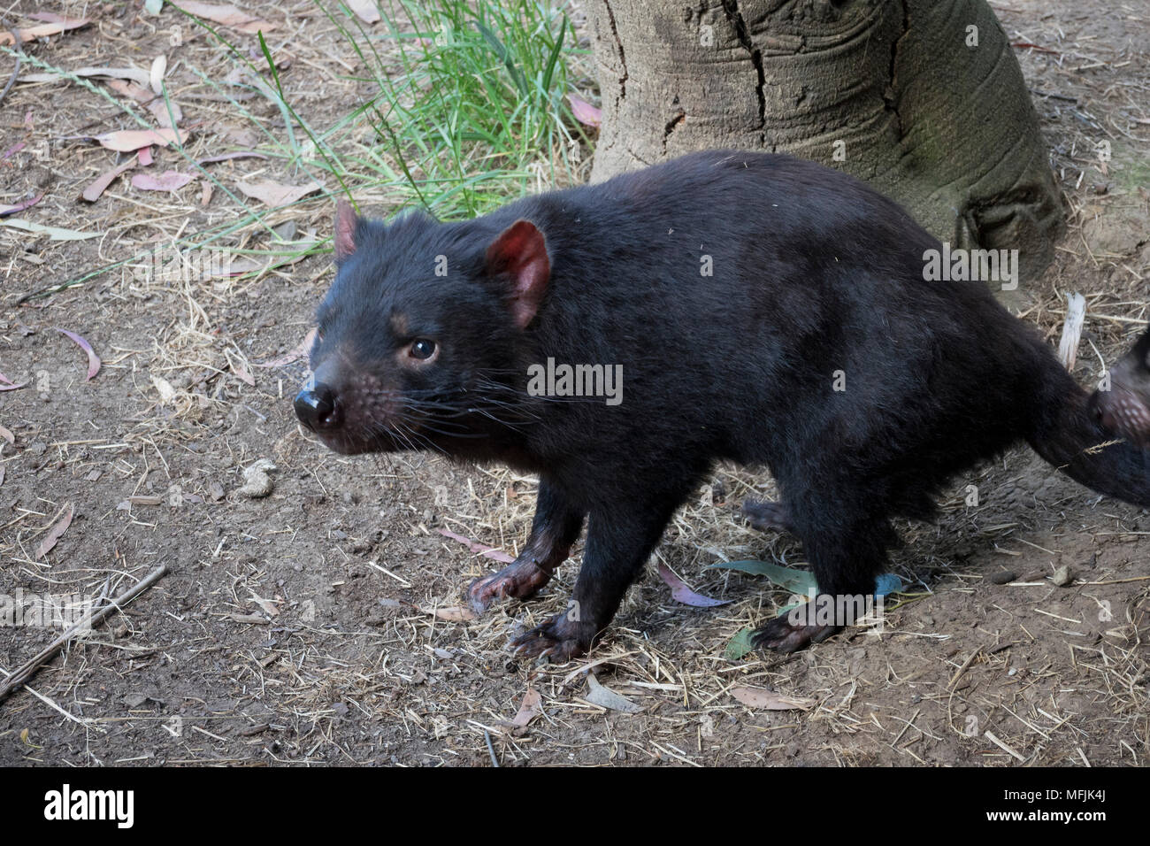 Tasmanian Devil Tasmania High Resolution Stock Photography and Images - Alamy