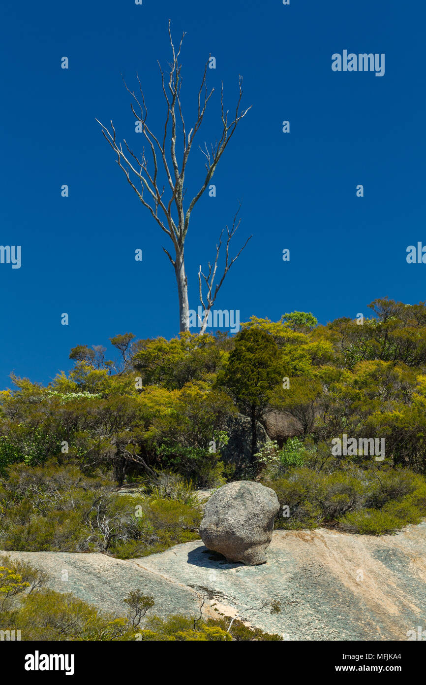 Bald rock tenterfield new south hi-res stock photography and images - Alamy