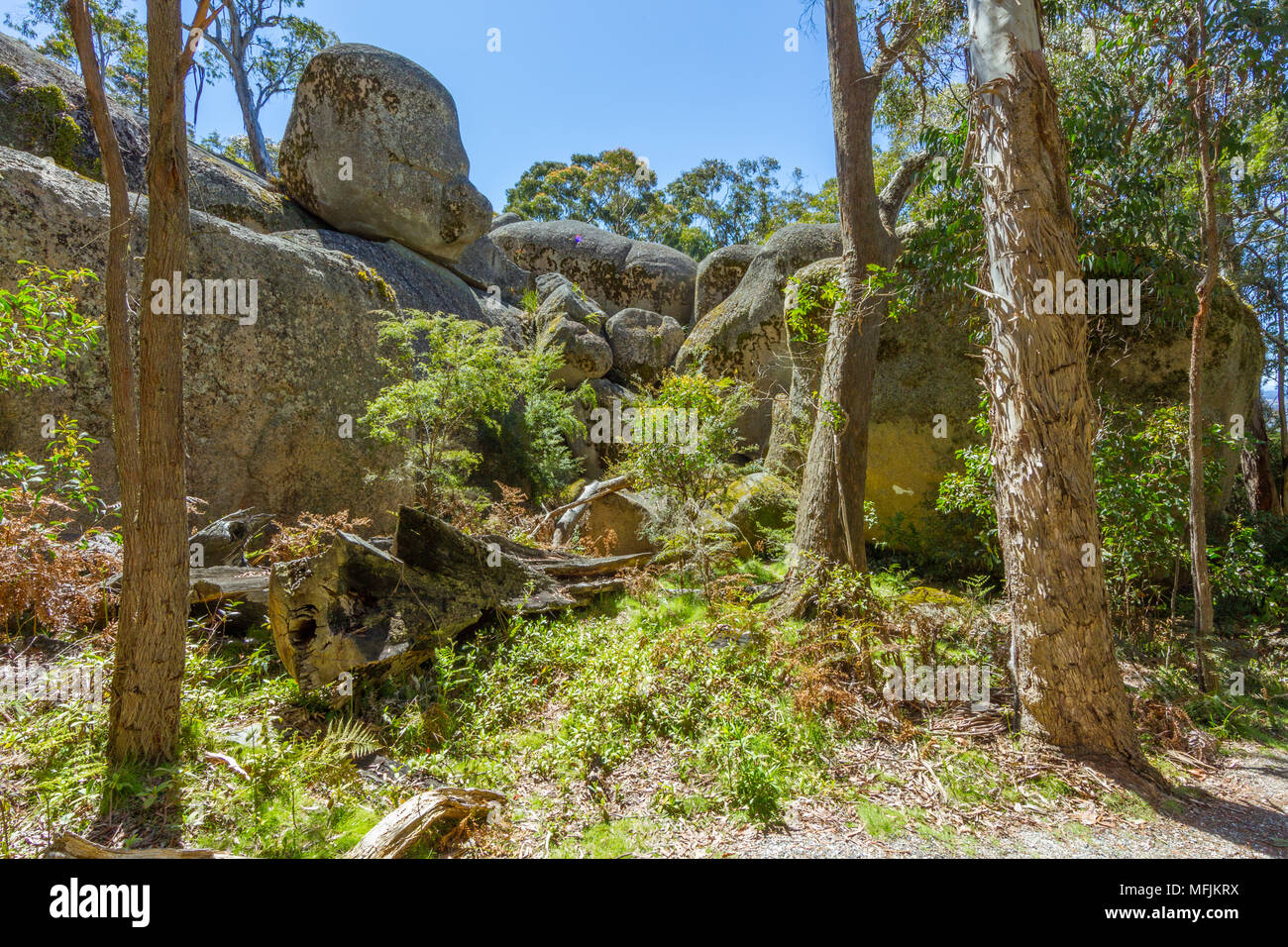 Bald Rock National Park is a national park in northern New South Wales ...