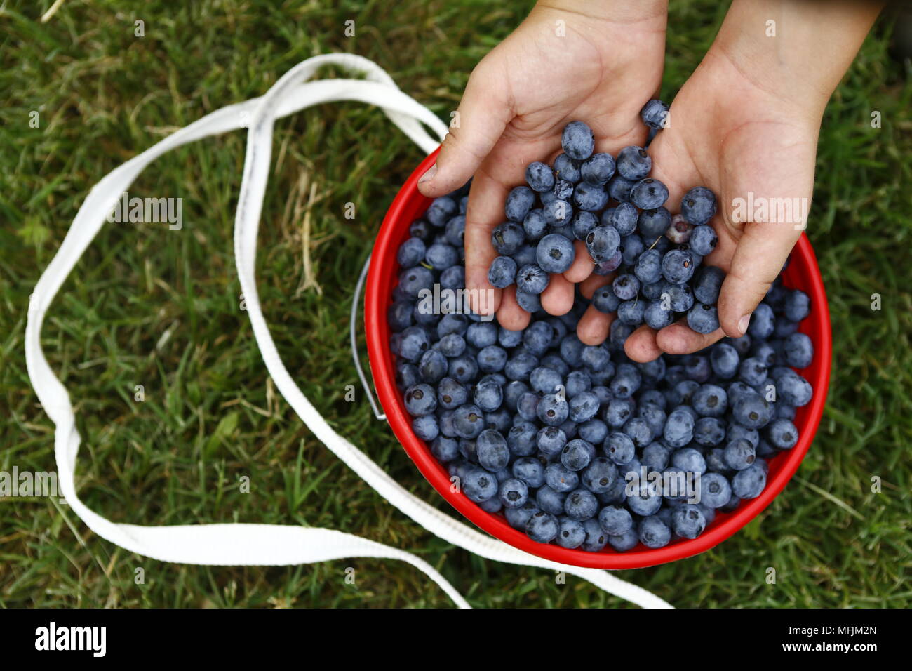 Hand picked blueberries hi-res stock photography and images - Alamy