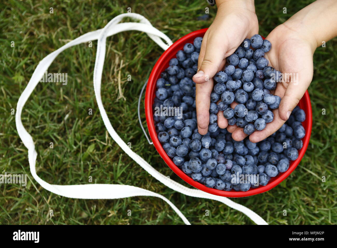 Hand holding blueberries hi-res stock photography and images - Alamy