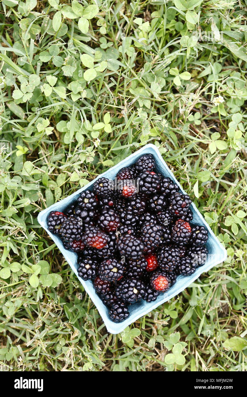 Container of blackberries hi-res stock photography and images - Alamy