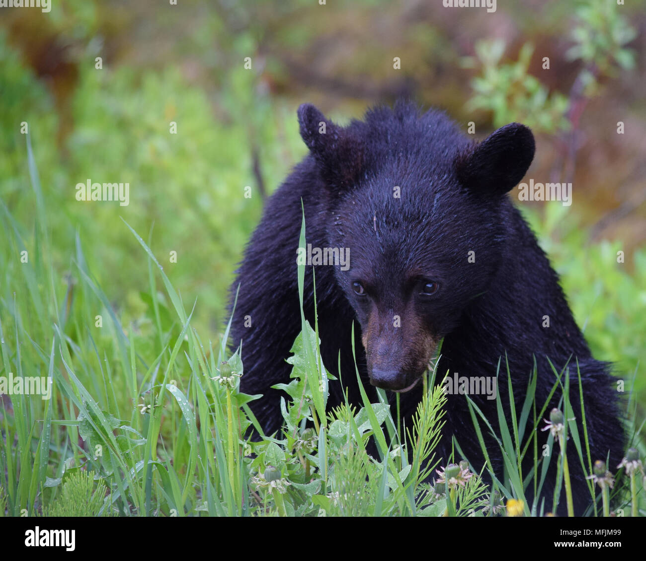 Bear adolescent grizzly bear hi-res stock photography and images - Alamy