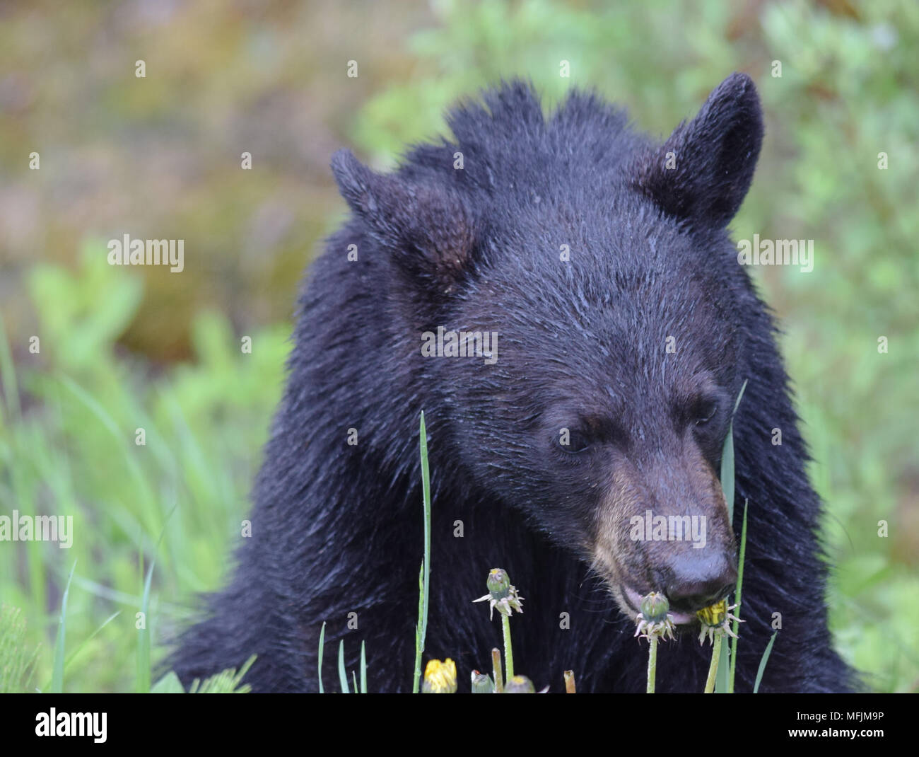 Bear adolescent grizzly bear hi-res stock photography and images - Alamy