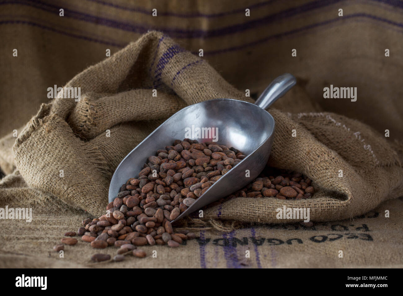 A scoop of raw cocoa beans in a burlap sack Stock Photo - Alamy