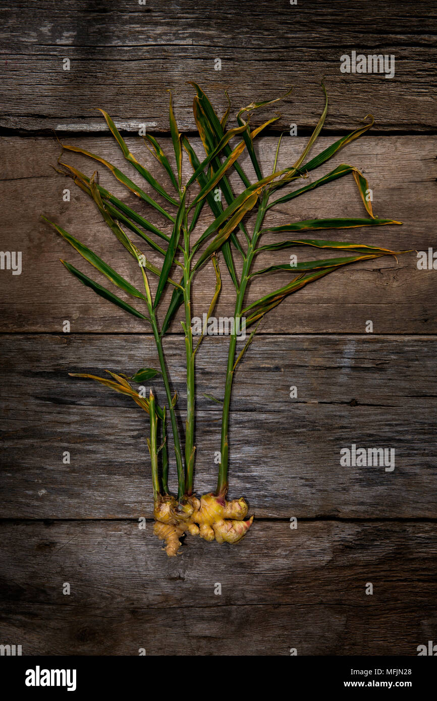 Still life photography taken in studio of a ginger root and plant on a ...