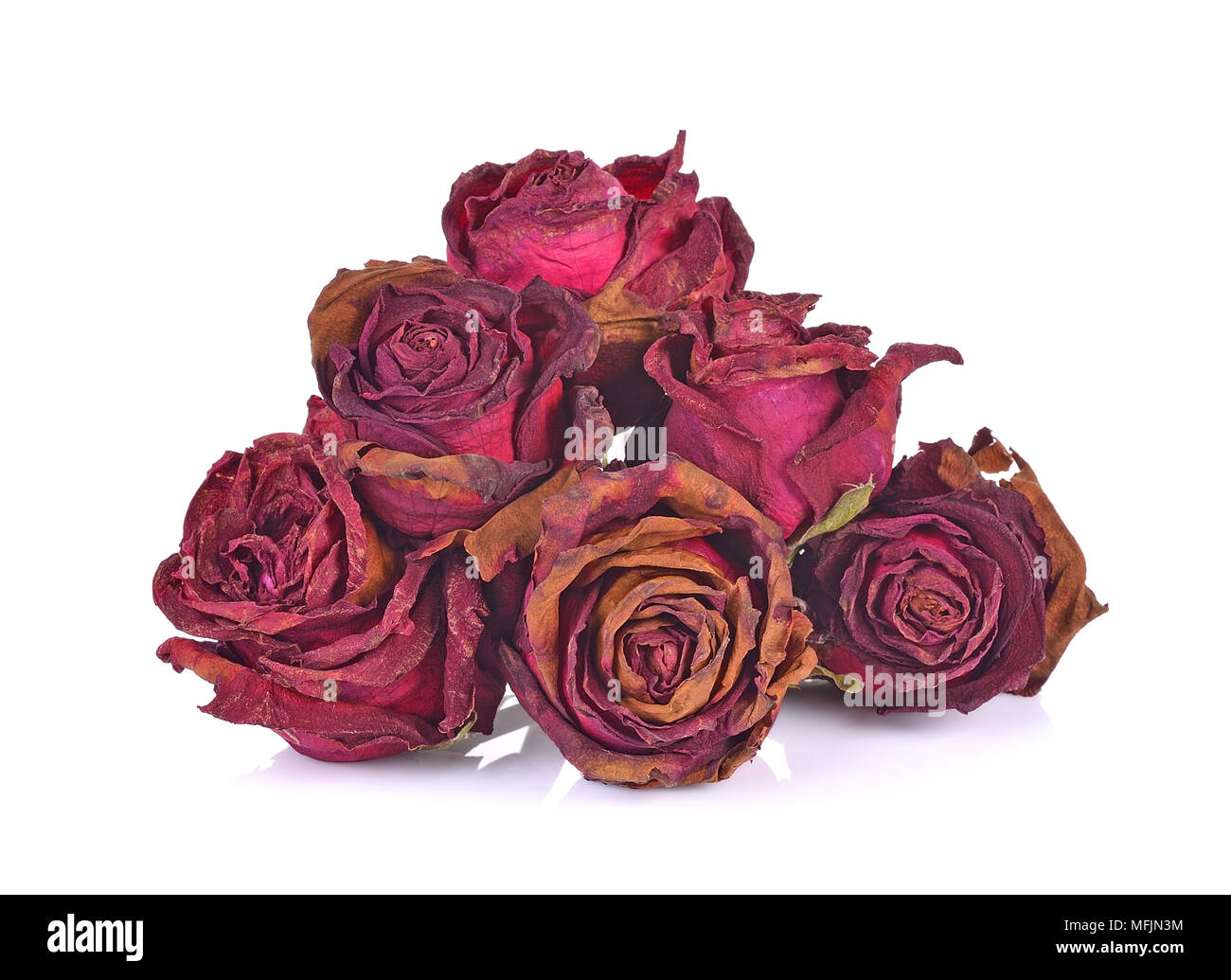 Dry roses isolated on white background Stock Photo - Alamy