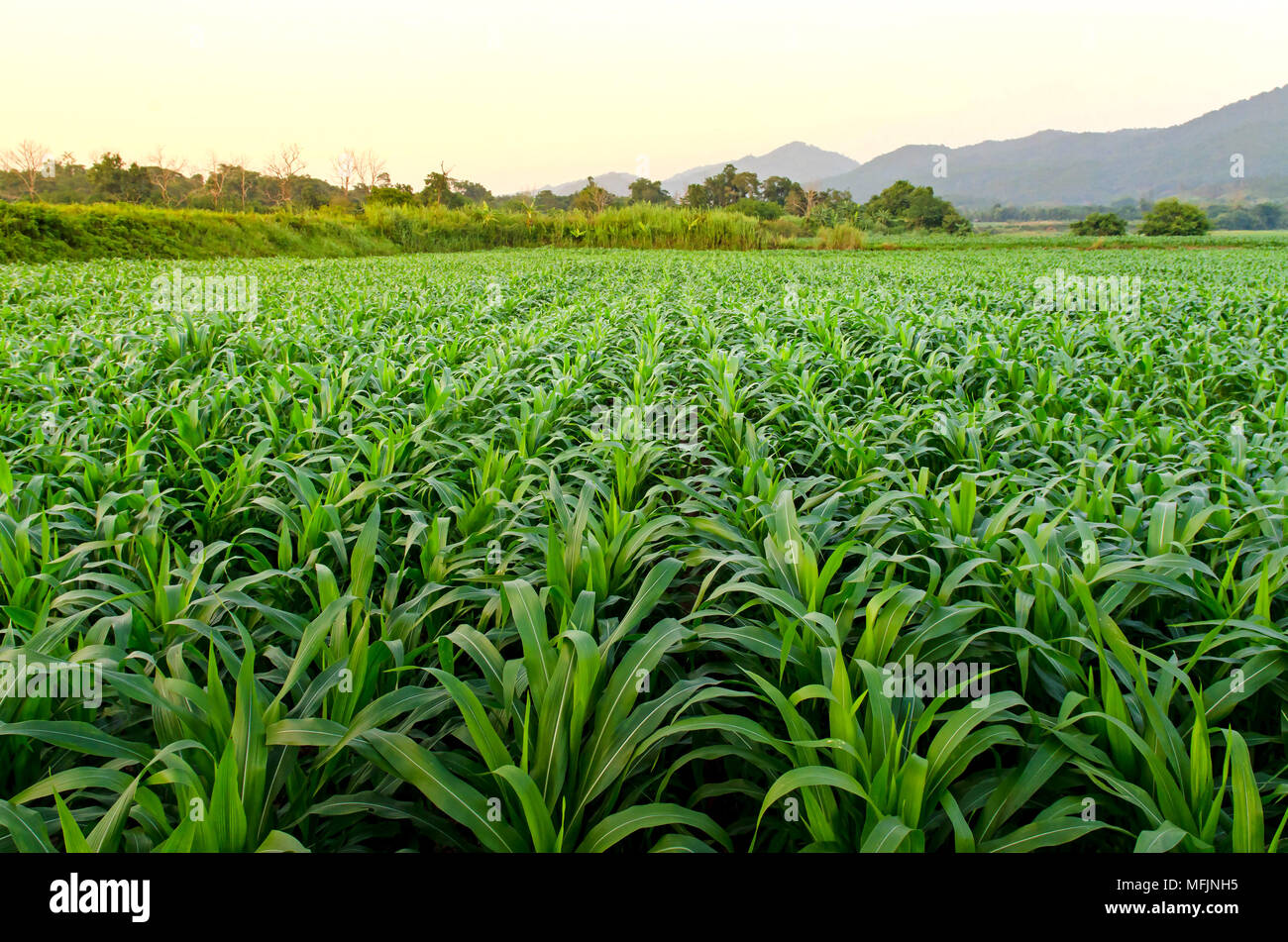 Landscape of corn field with the sunset on the farm, Green corn and ...