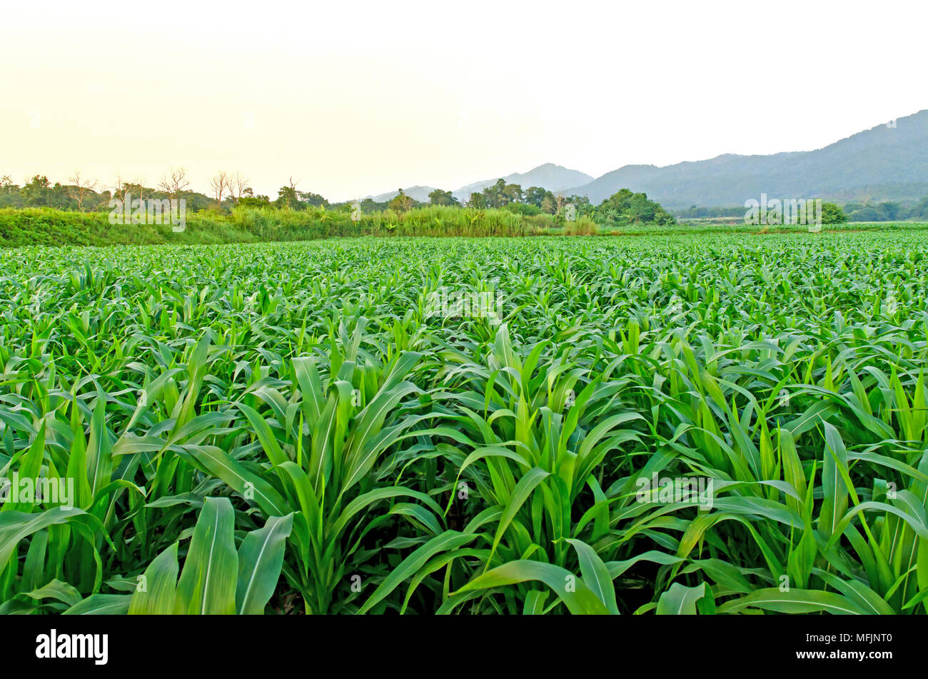 Landscape of corn field with the sunset on the farm, Green corn and ...
