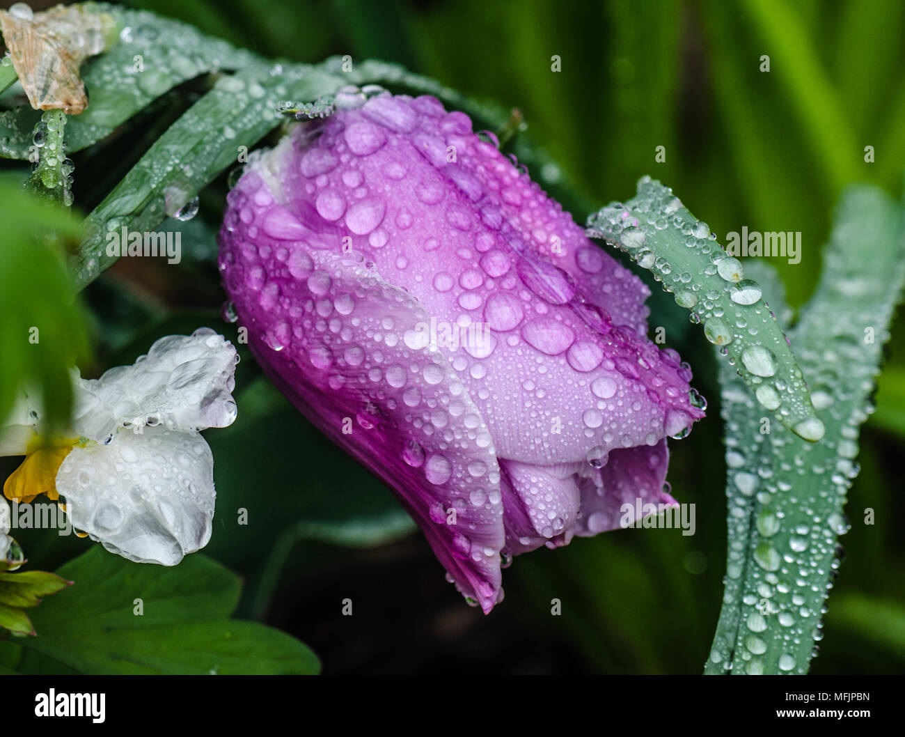 Mist drizzle hi-res stock photography and images - Alamy